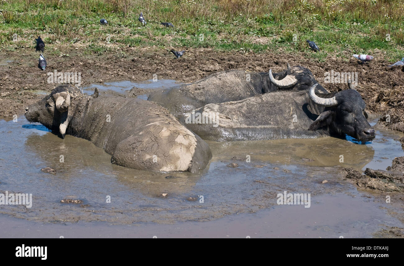 Buffalo wallow hi-res stock photography and images - Alamy