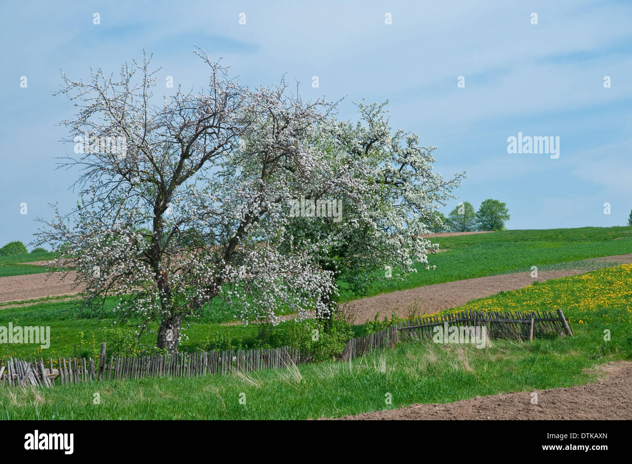 Blossoming apple tree in spring Stock Photo - Alamy