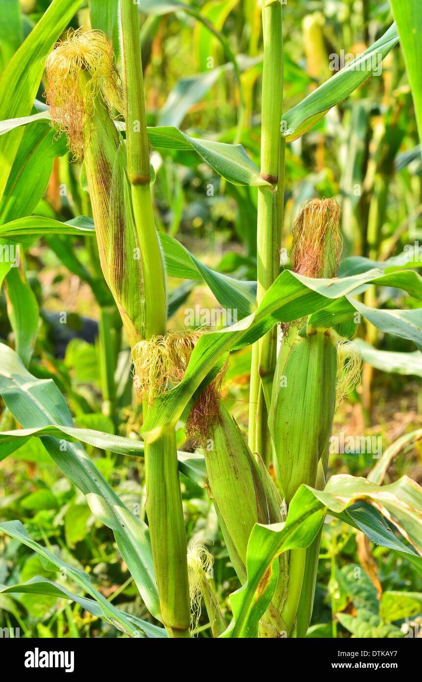 Corn field cob hi-res stock photography and images - Alamy