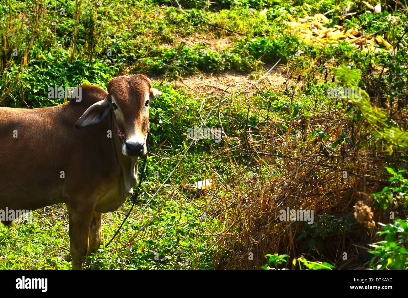 Cow in the field Stock Photo - Alamy