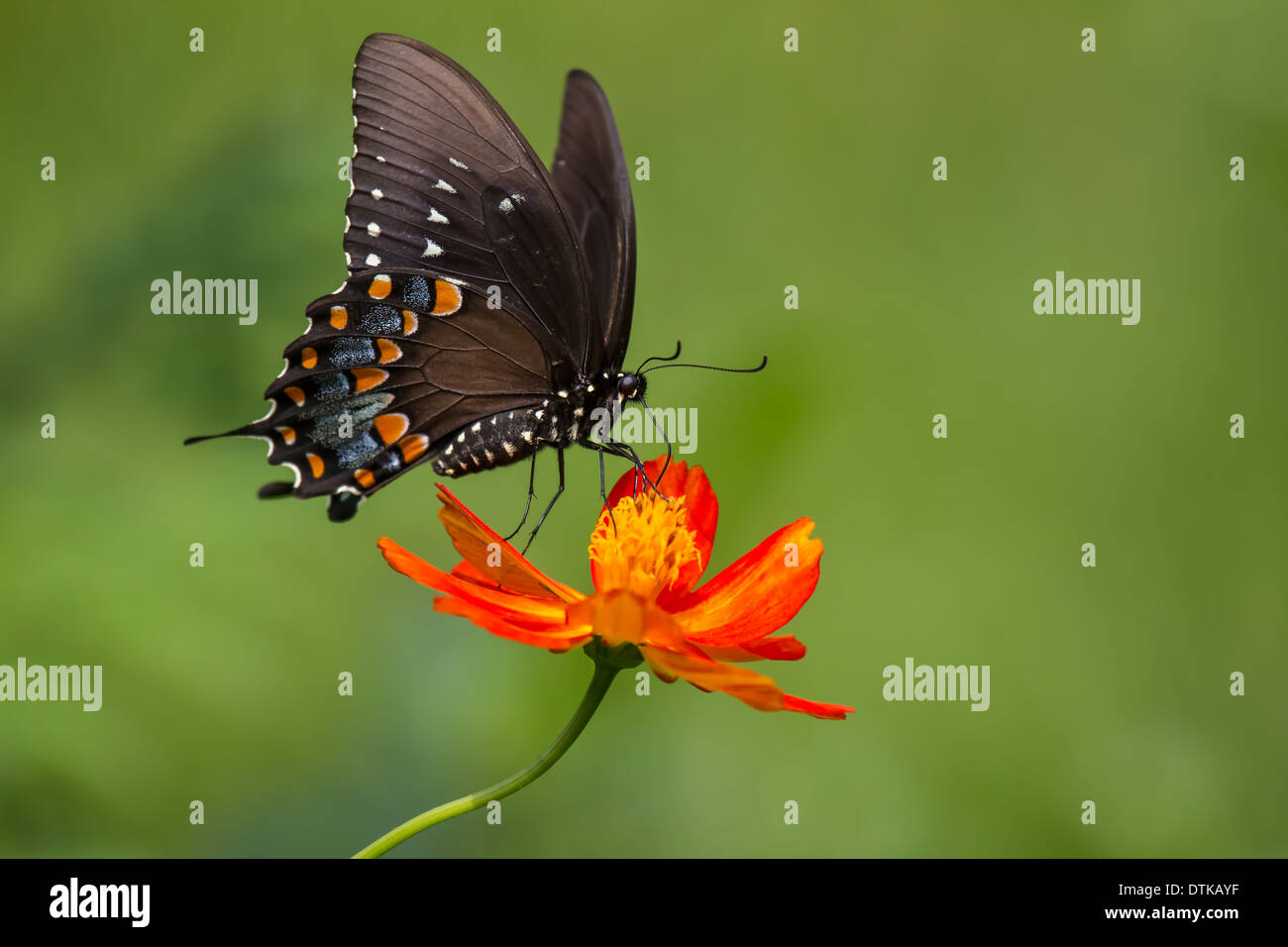Blue Swallowtail Butterfly Stock Photo - Alamy