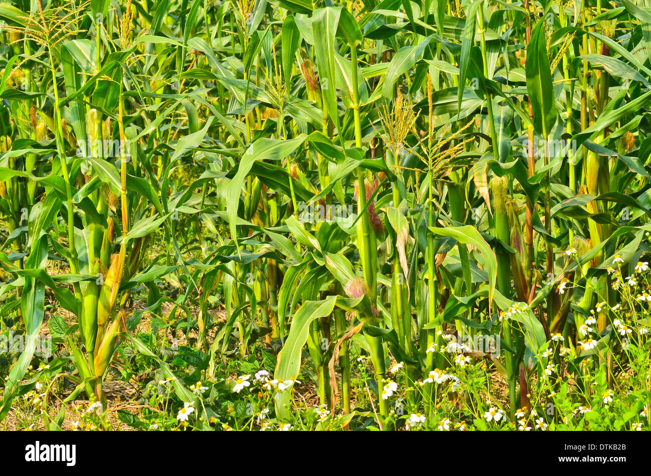 field of corn as a crop Stock Photo - Alamy