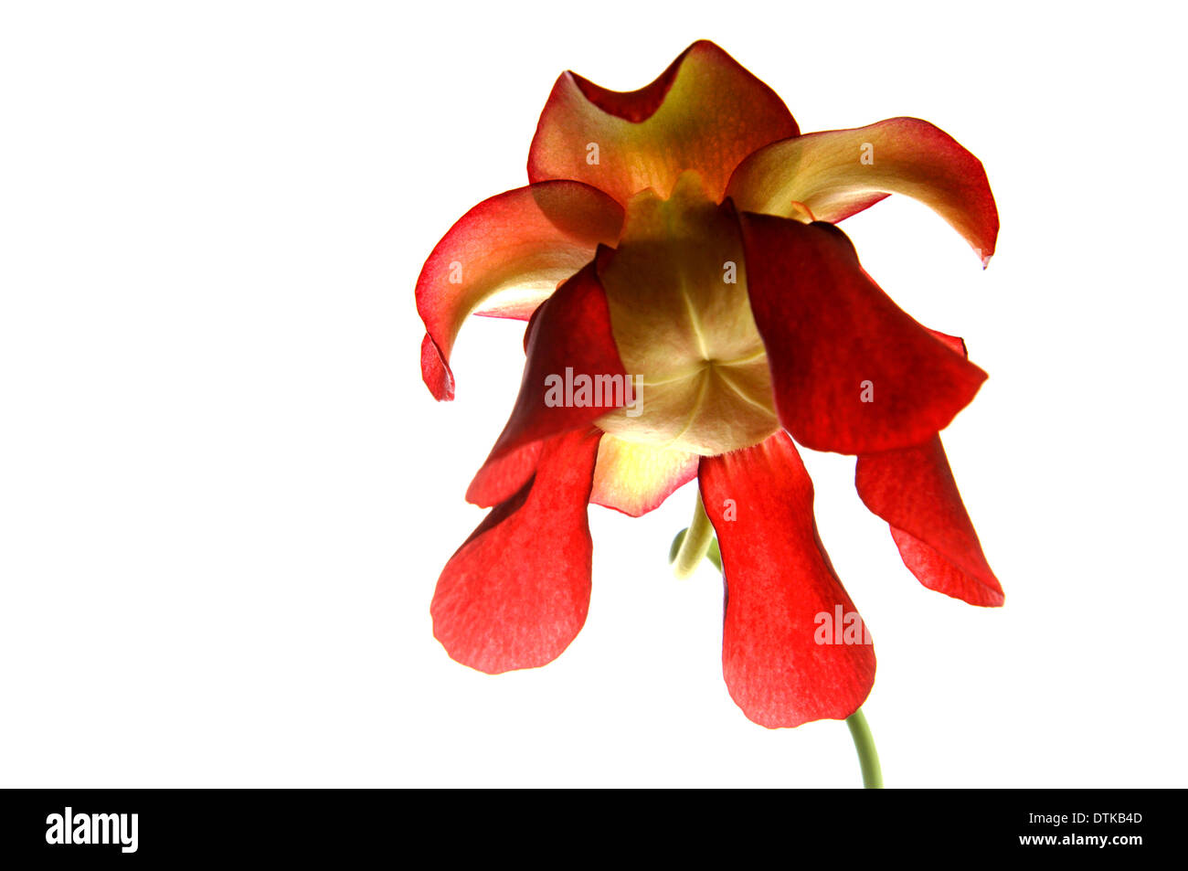 Closeup of a red pitcher plant flower Stock Photo - Alamy