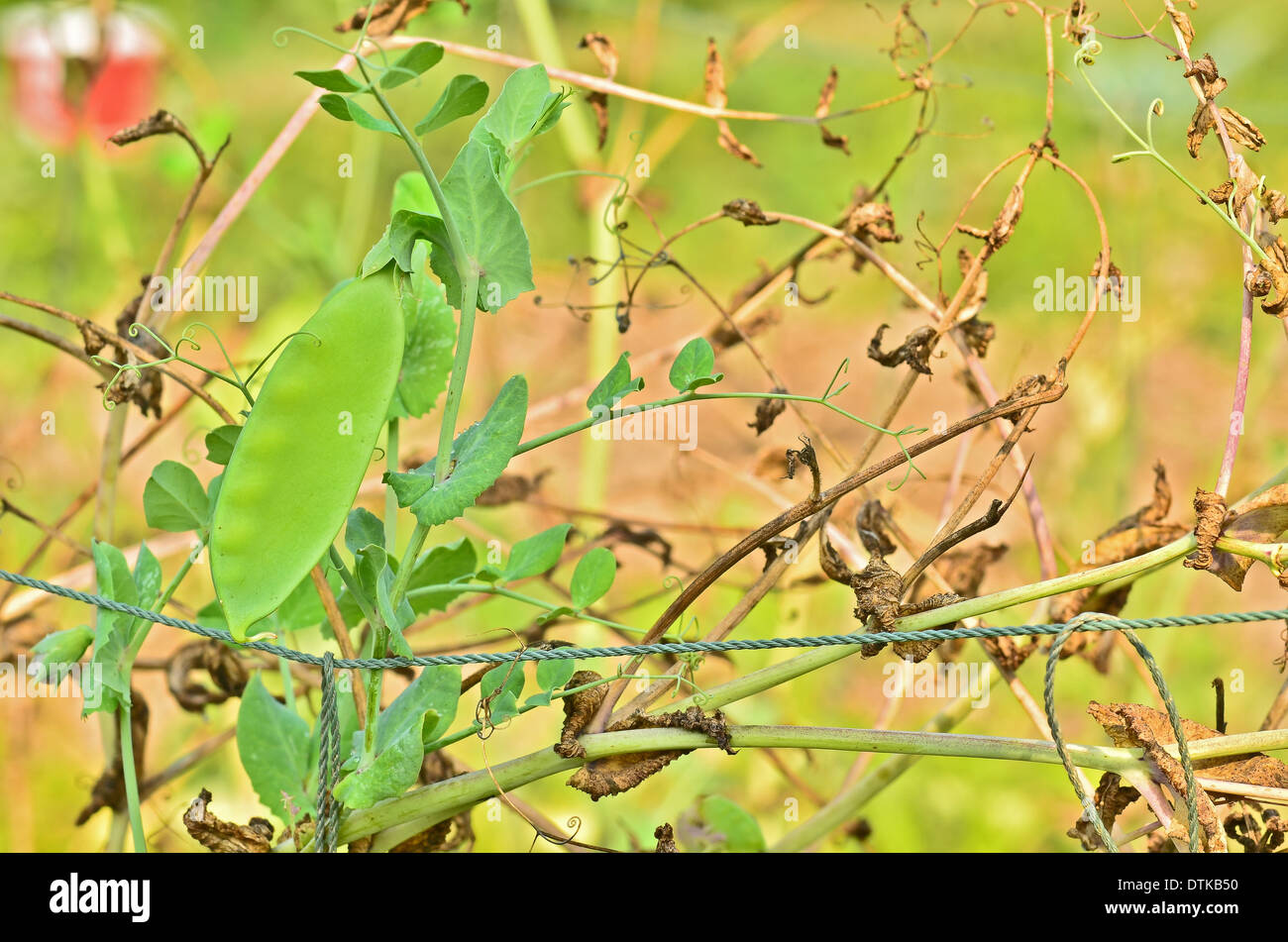 Green field peas hi-res stock photography and images - Alamy