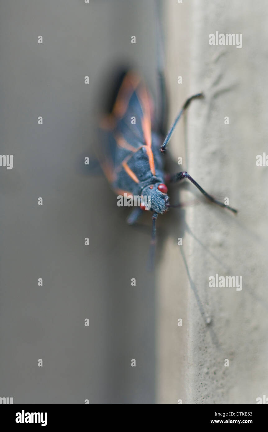 Box bug hi-res stock photography and images - Alamy