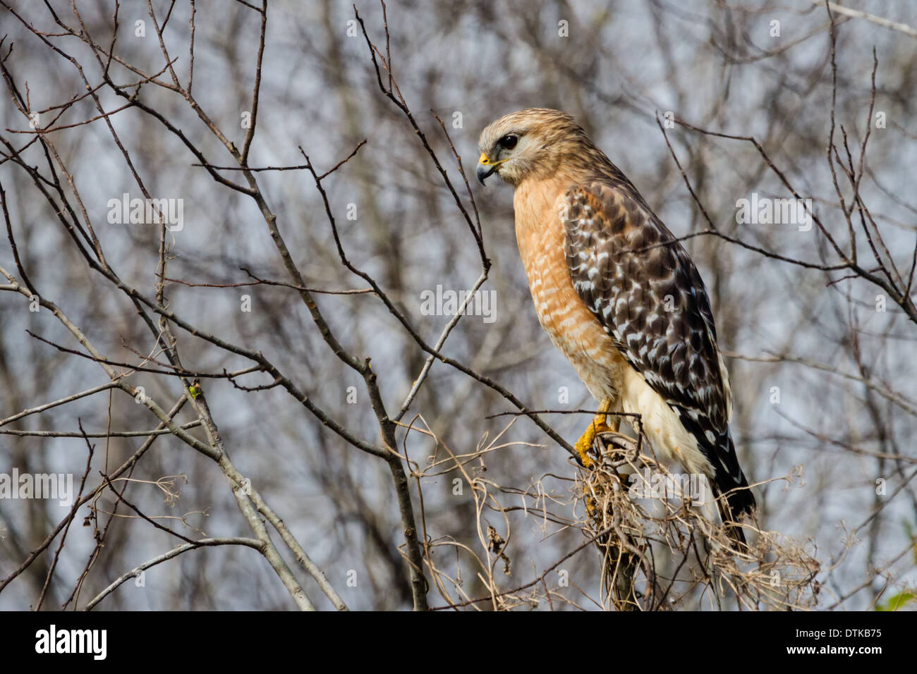 Red-shouldered Hawk (buteo lineatus) sitting in a tree branch Stock ...