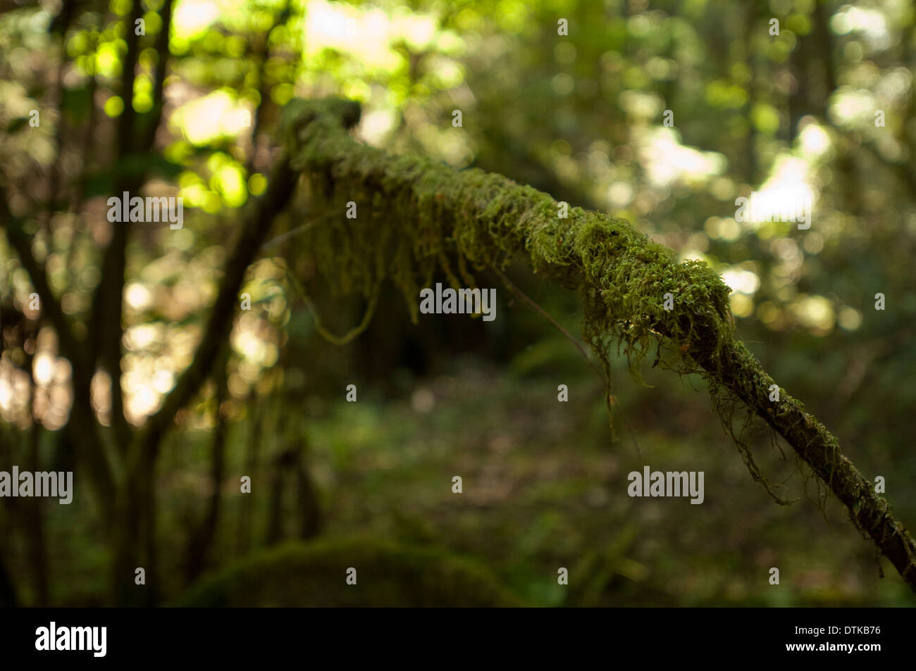 Northern moss hi-res stock photography and images - Alamy