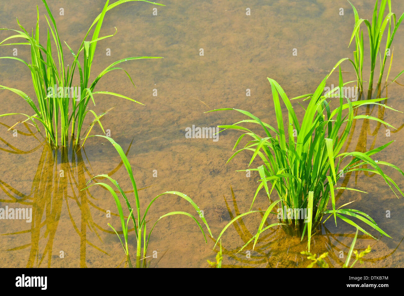 Soft rice hi-res stock photography and images - Alamy