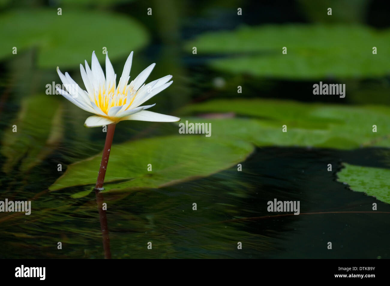 Pond flowering water lilly hi-res stock photography and images - Alamy