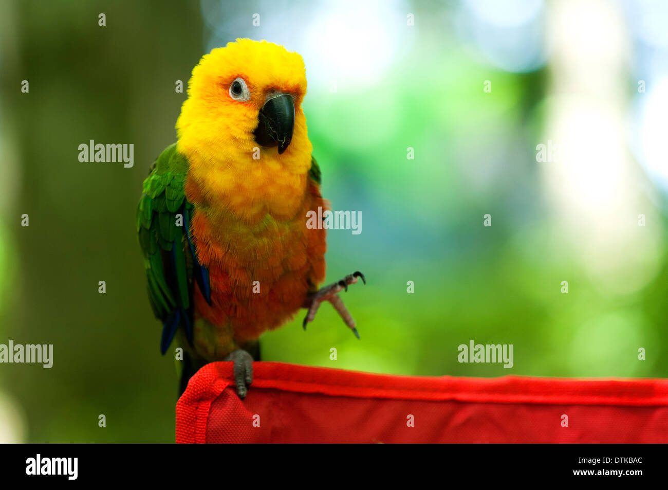 Jenday conure hi-res stock photography and images - Alamy