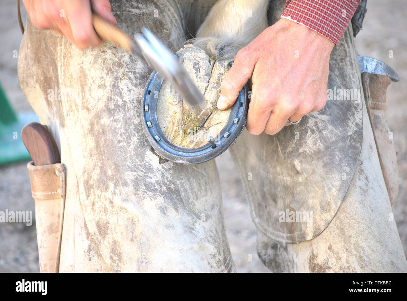 Male farrier working on a horse Stock Photo - Alamy