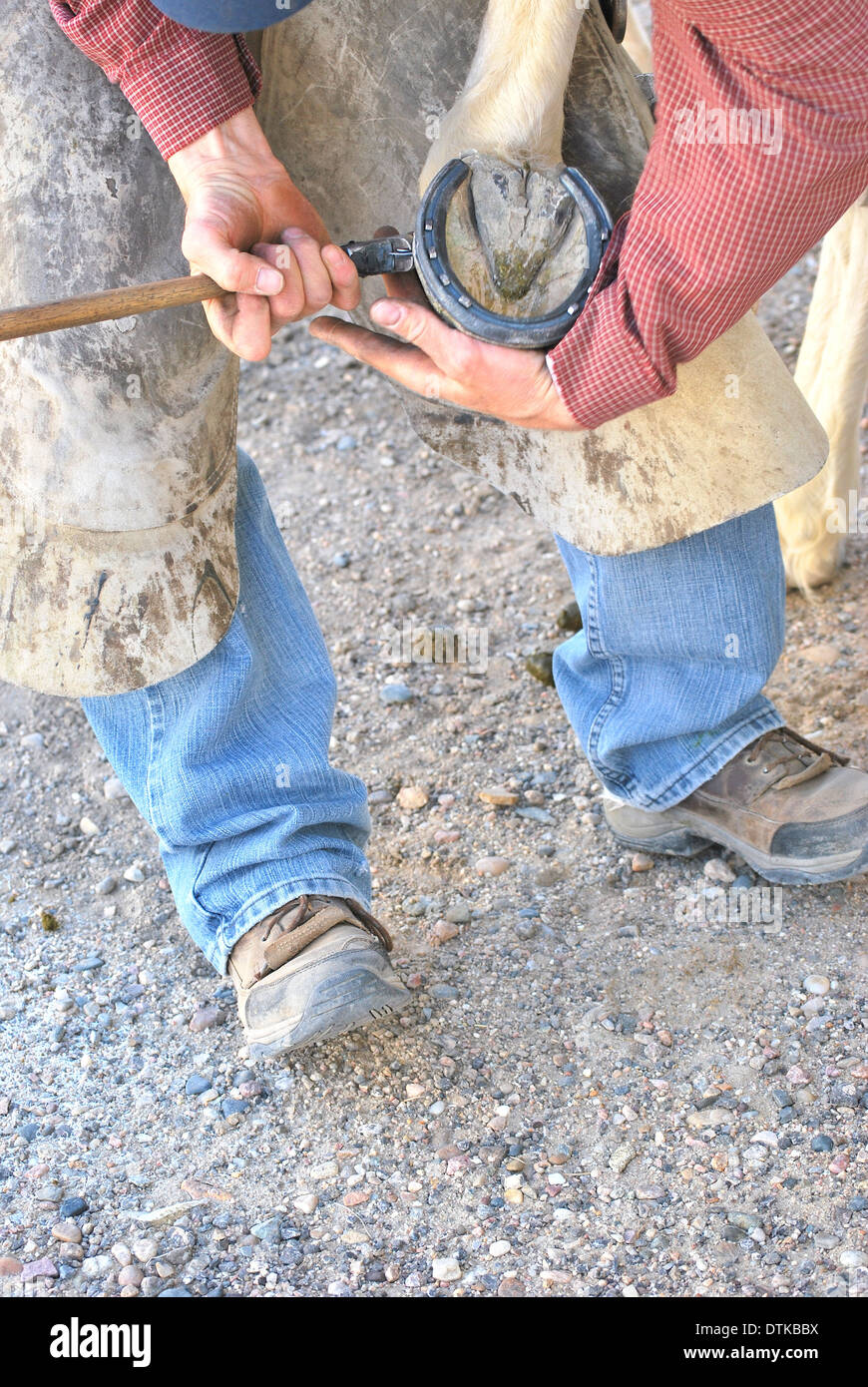Male farrier working on a horse Stock Photo - Alamy
