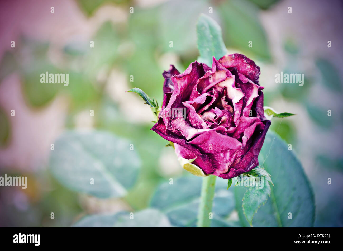 Faded rose isolated Stock Photo - Alamy