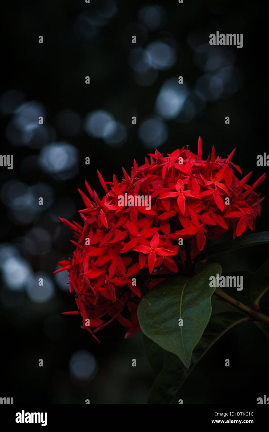 Flor tropical ixora hi-res stock photography and images - Alamy