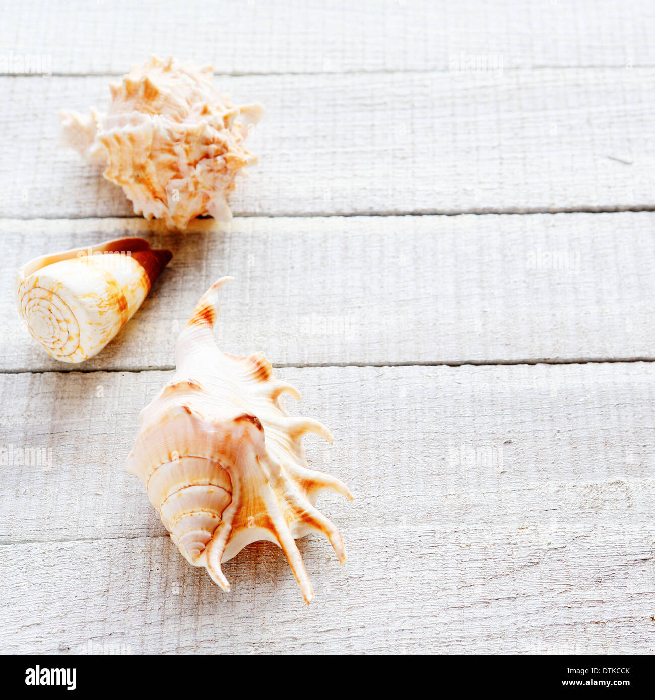 different seashells on white boards, food closeup Stock Photo - Alamy