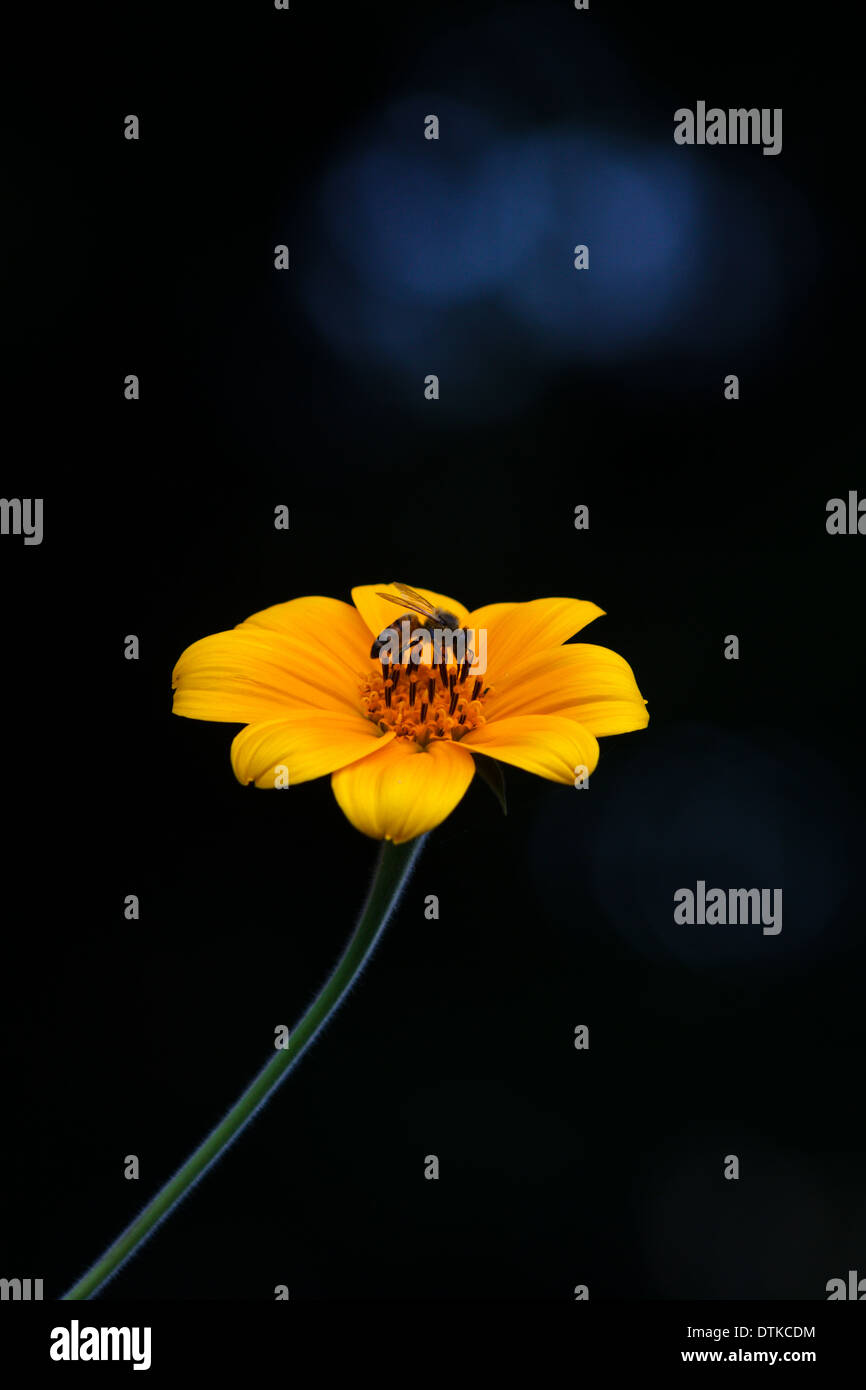 Wild mayan flower hi-res stock photography and images - Alamy