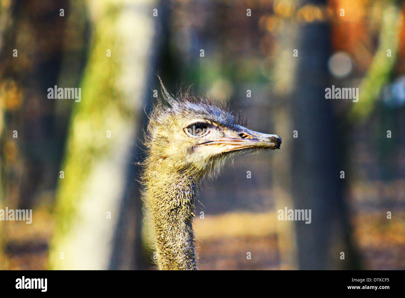 Screaming ostrich hi-res stock photography and images - Alamy