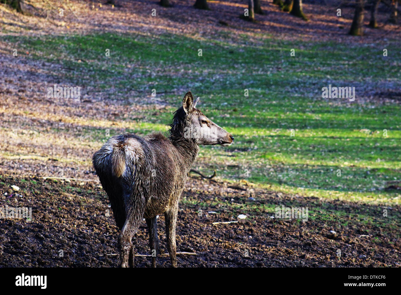 deer in forest Stock Photo - Alamy