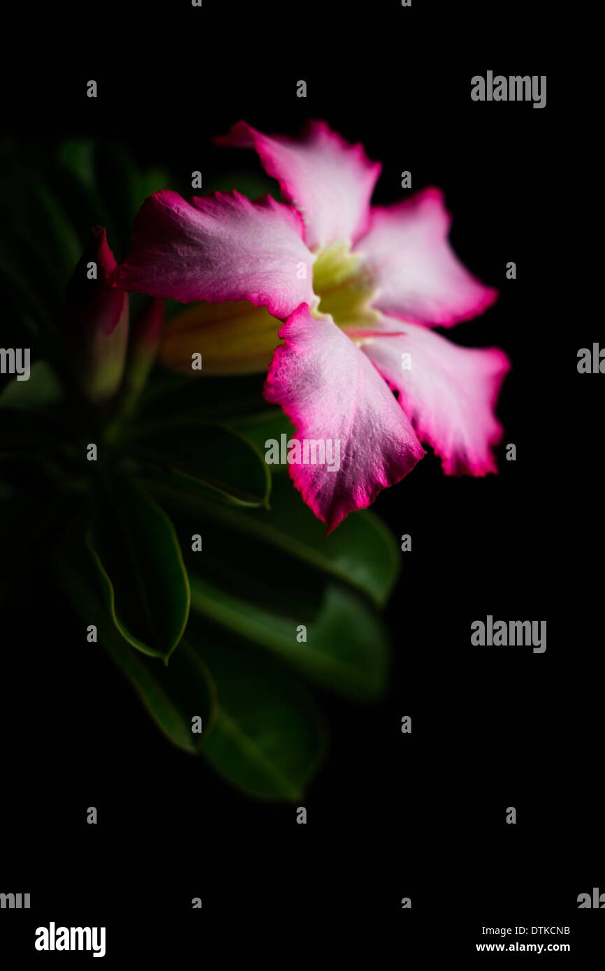 Pink Adenium obesum Stock Photo - Alamy
