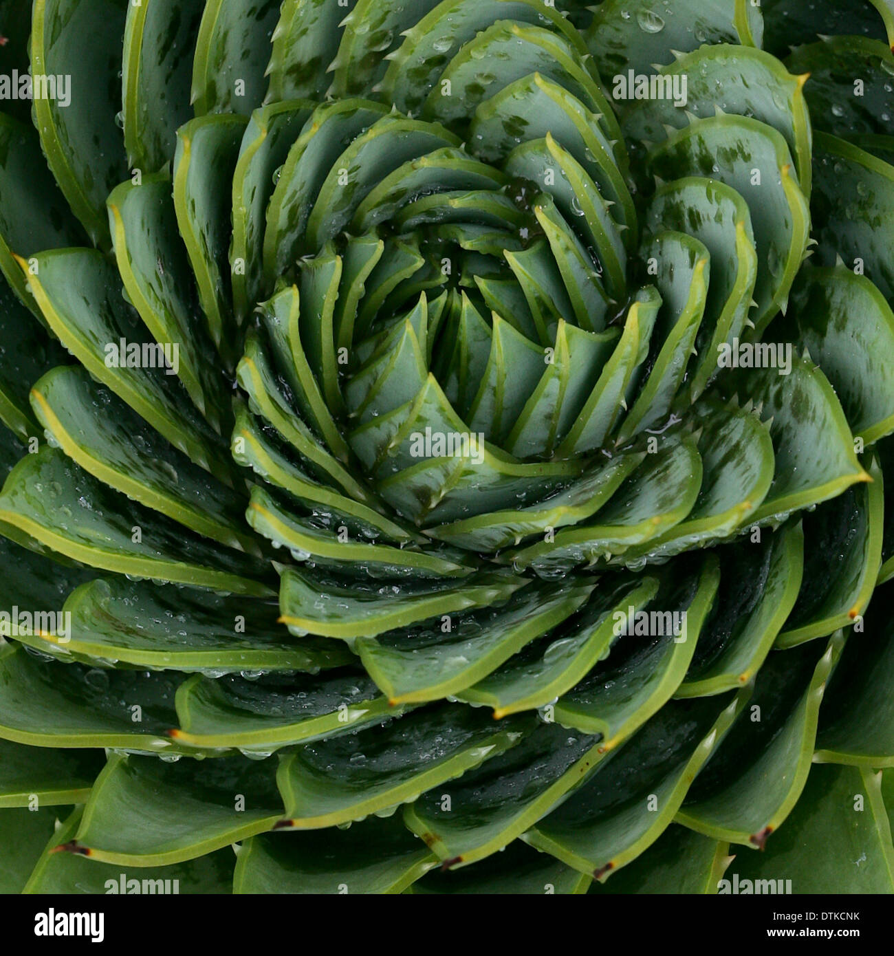 Close up of spiral leaf pattern Stock Photo - Alamy