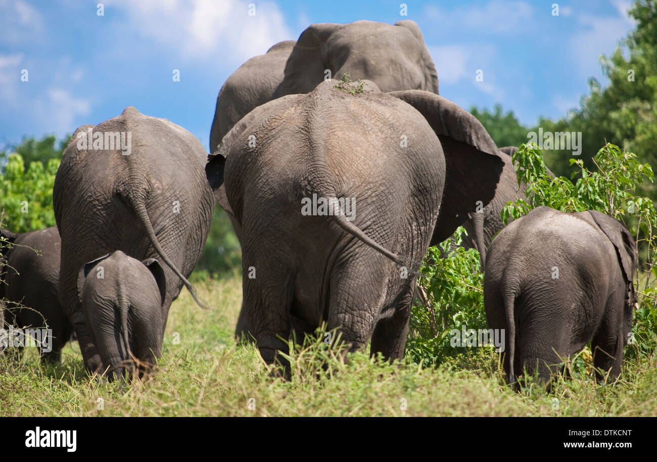 Rear View Of Elephants High Resolution Stock Photography and Images - Alamy