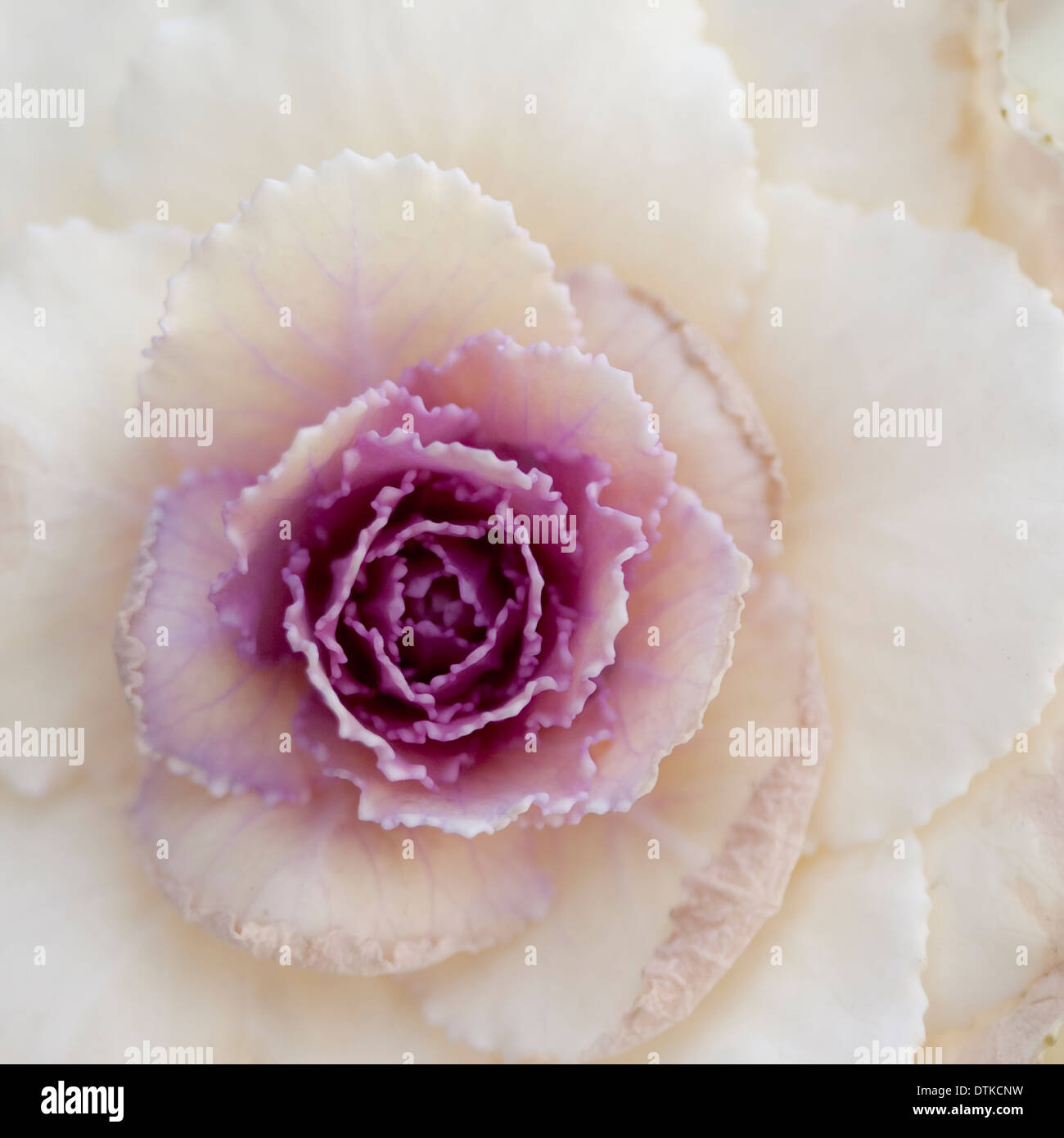 Extreme close up of white and purple cabbage plant Stock Photo - Alamy
