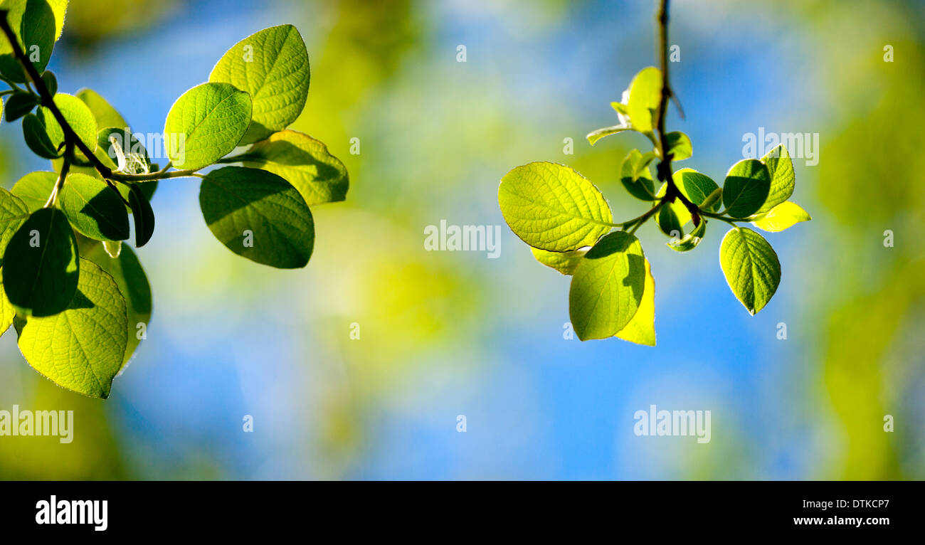 Hanging leaf bough hi-res stock photography and images - Alamy