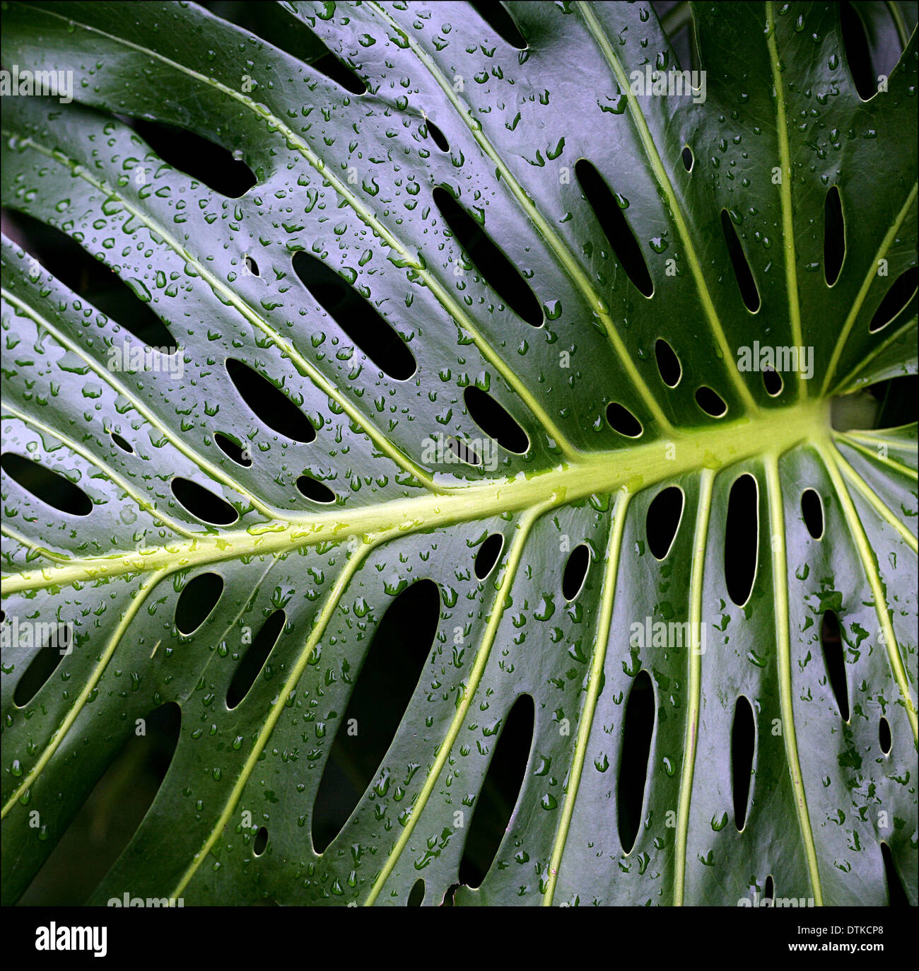 Swiss cheese plant hi-res stock photography and images - Alamy