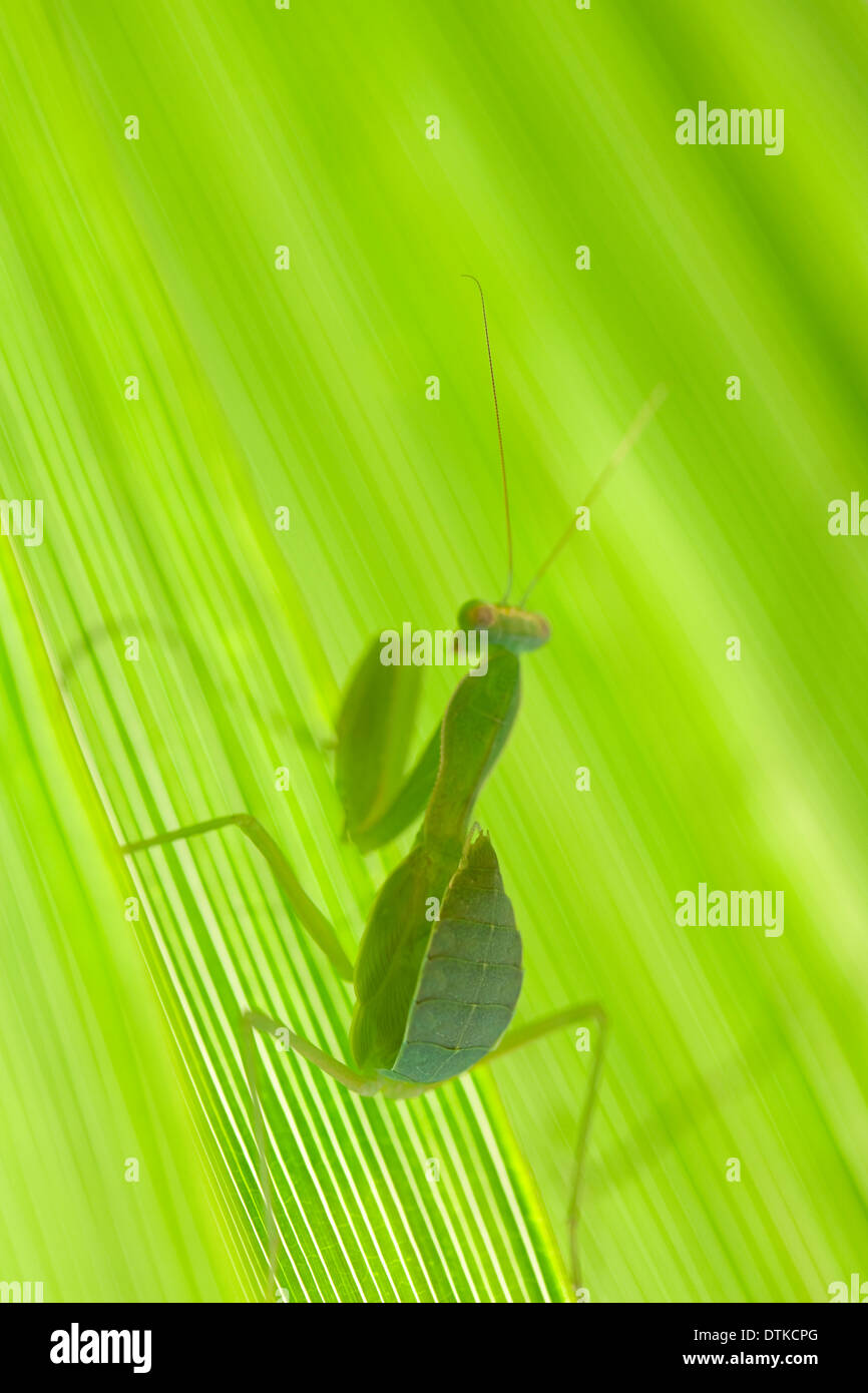 Mantis texture hi-res stock photography and images - Alamy