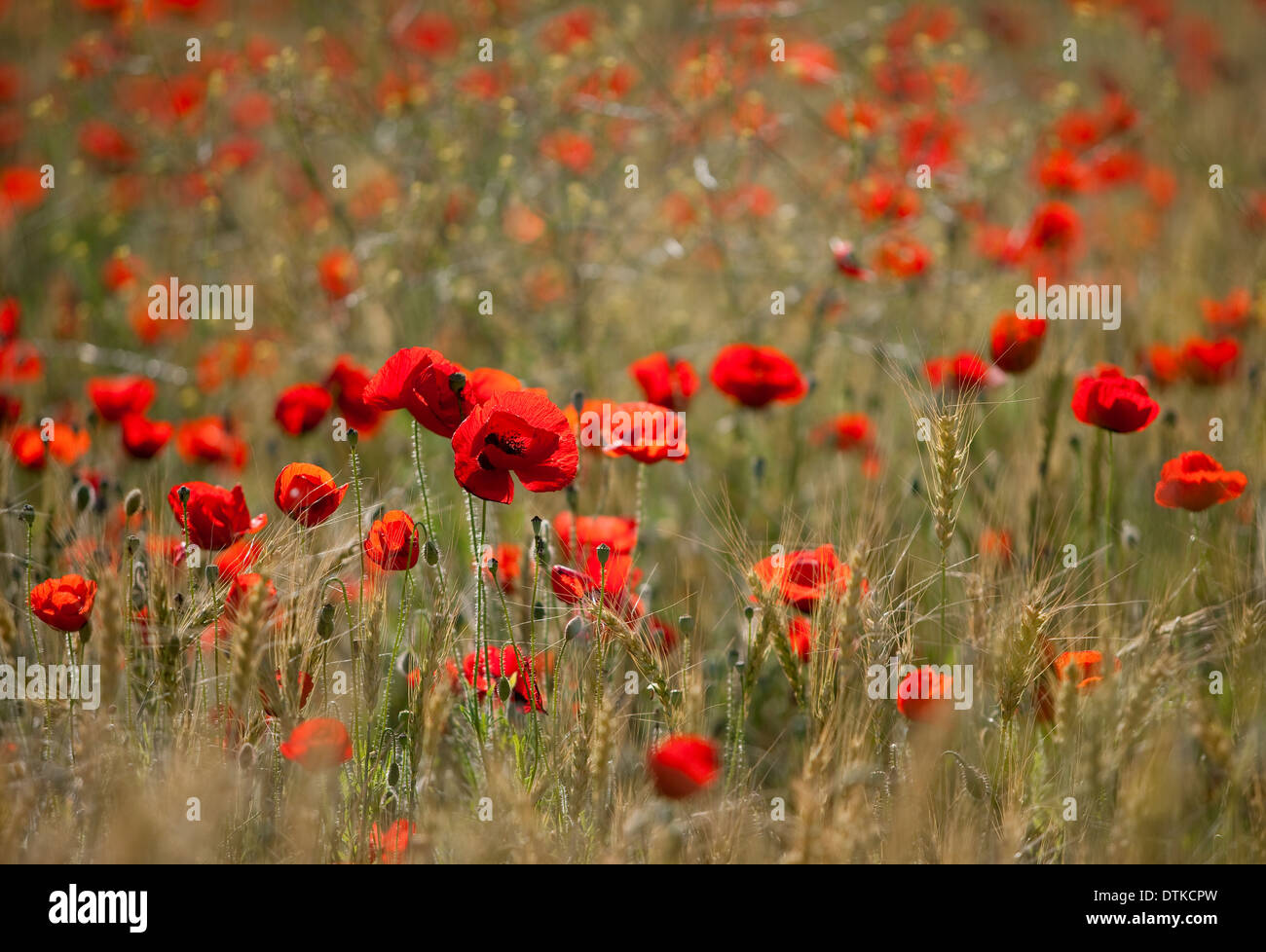 Field of red poppy flowers Stock Photo - Alamy