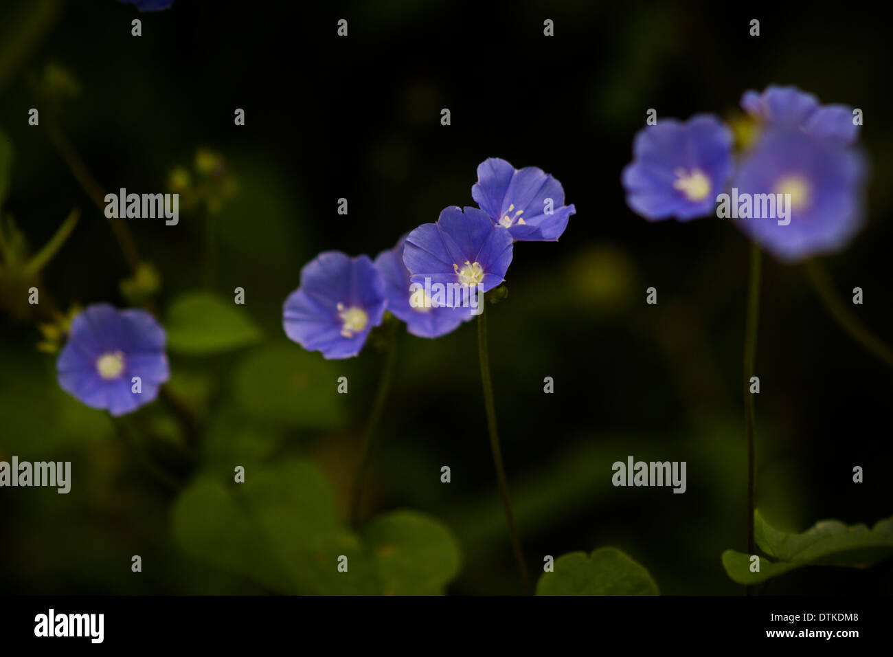 Wild mayan purple flower Stock Photo - Alamy