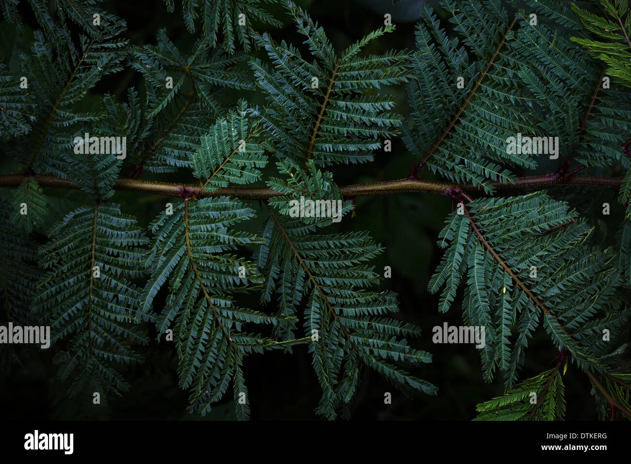 Gorgeous plant foliage hi-res stock photography and images - Alamy
