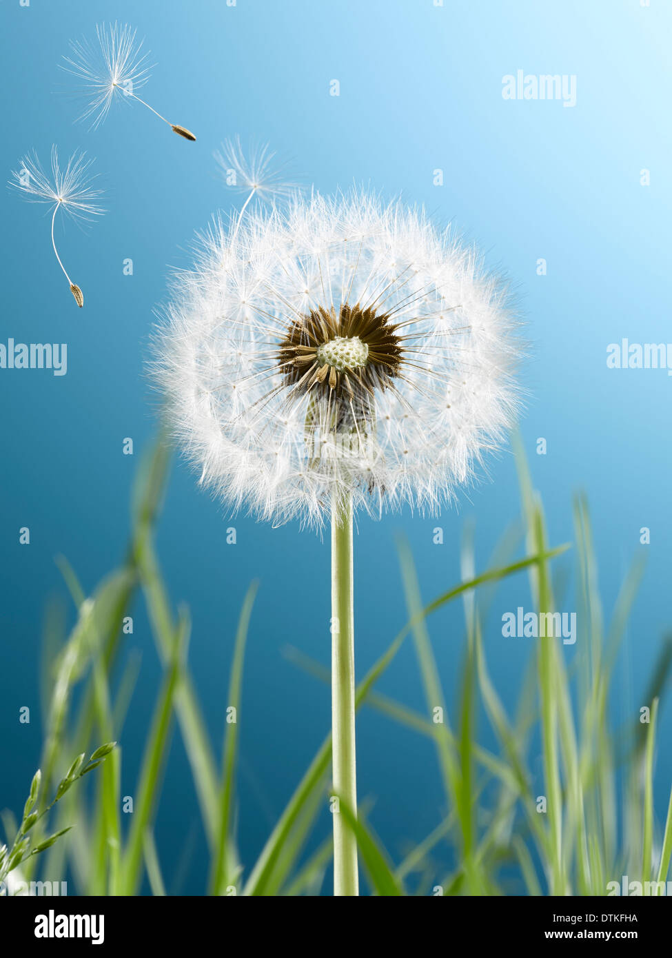 Close up of dandelion plant blowing in wind Stock Photo - Alamy
