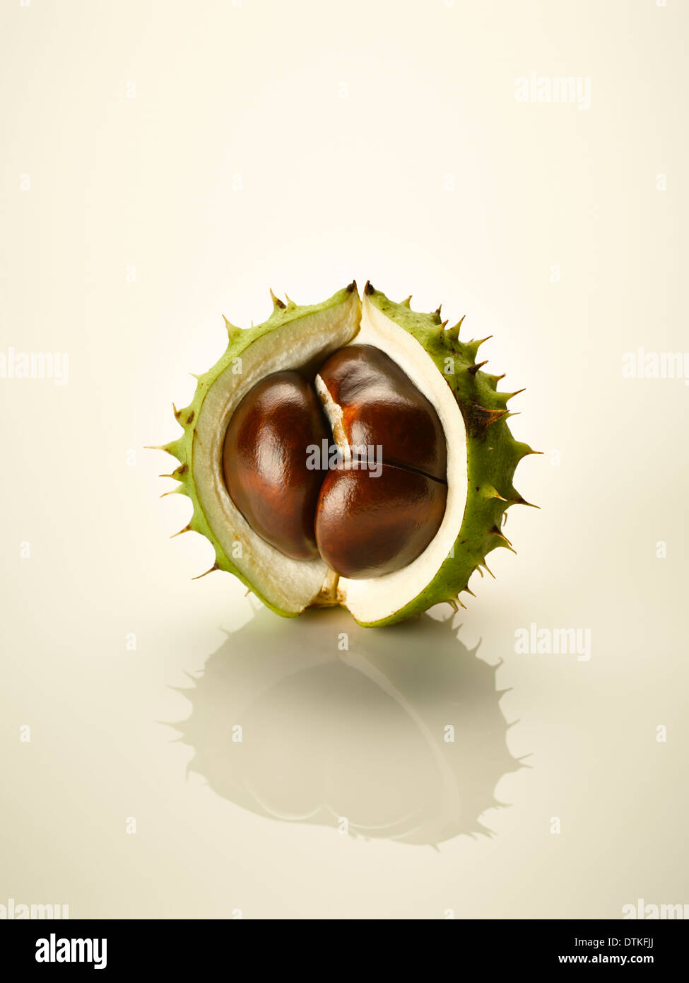 Chestnut hi-res stock photography and images - Alamy