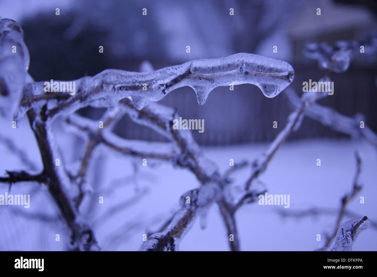 Twigs locked in ice, transformed by a freak winter snowstorm Stock ...