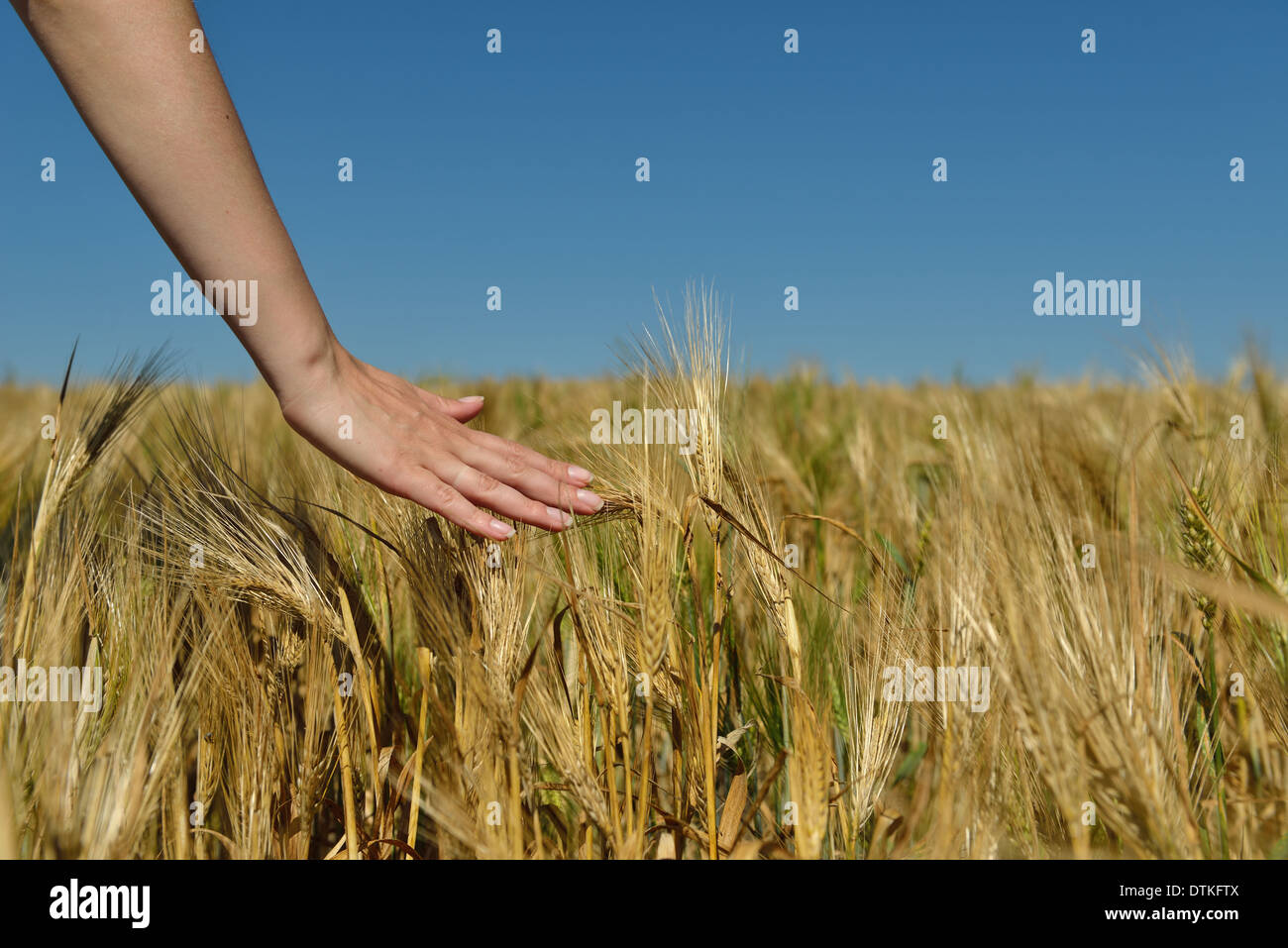 Hand in wheat field Stock Photo - Alamy