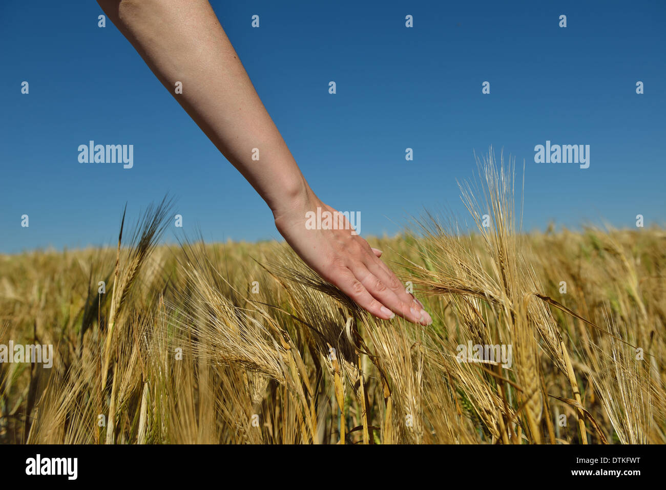 Hand in wheat field Stock Photo - Alamy