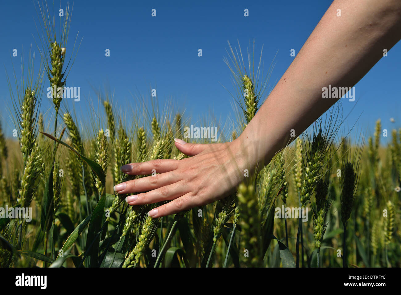 Hand in wheat field Stock Photo - Alamy
