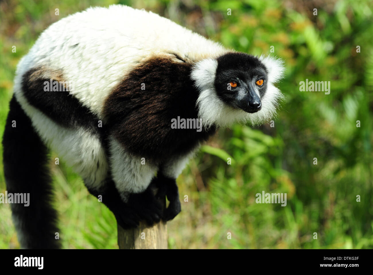 Madagascar, Andasibe, ile aux lemuriens, Black & White Ruffed Lemurs ...