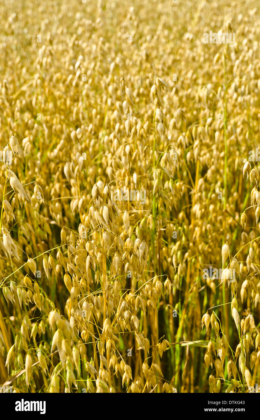 Blue avena grass hi-res stock photography and images - Alamy