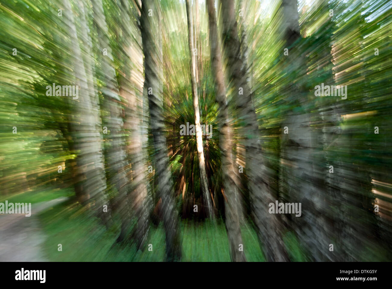 Vision trees and trees hi-res stock photography and images - Alamy
