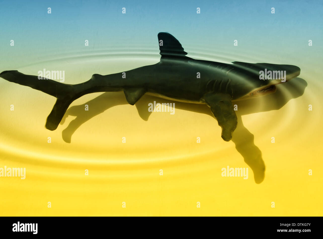 Shark details hi-res stock photography and images - Alamy