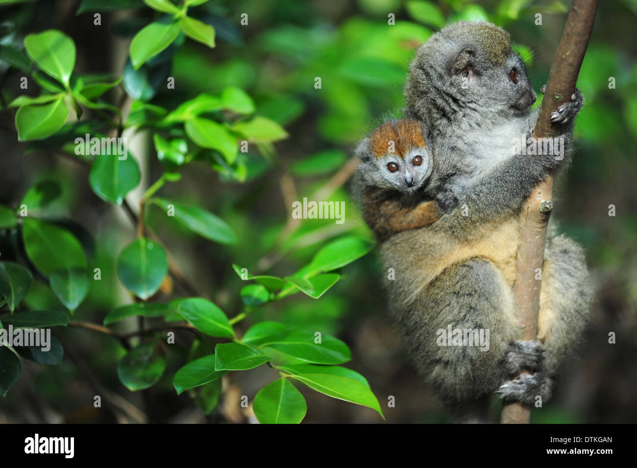 Madagascar Andasibe Ile Aux Lemuriens Mother And Baby Endangered