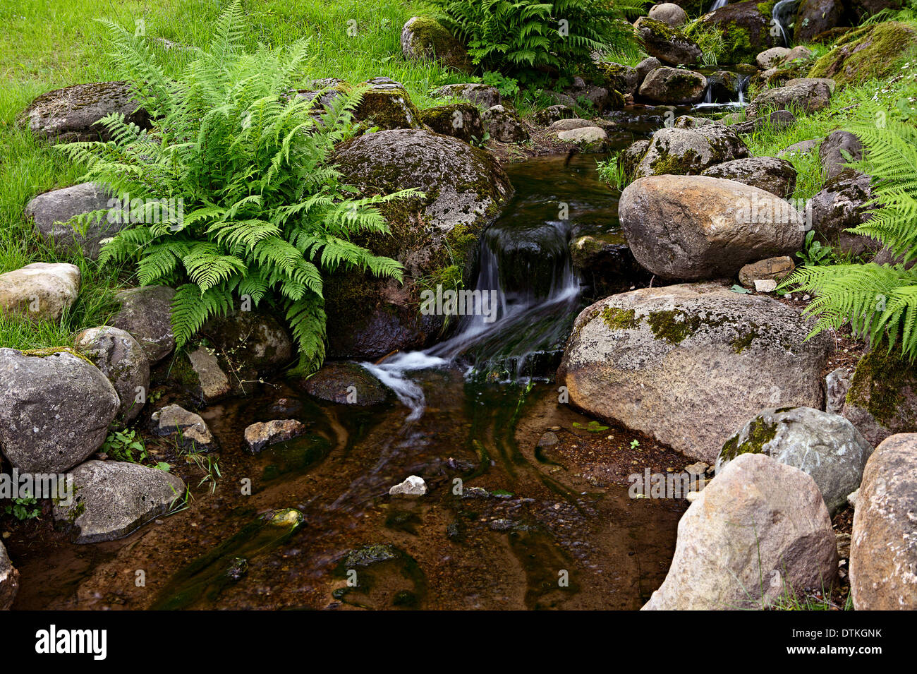 Creek in the forest hi-res stock photography and images - Alamy