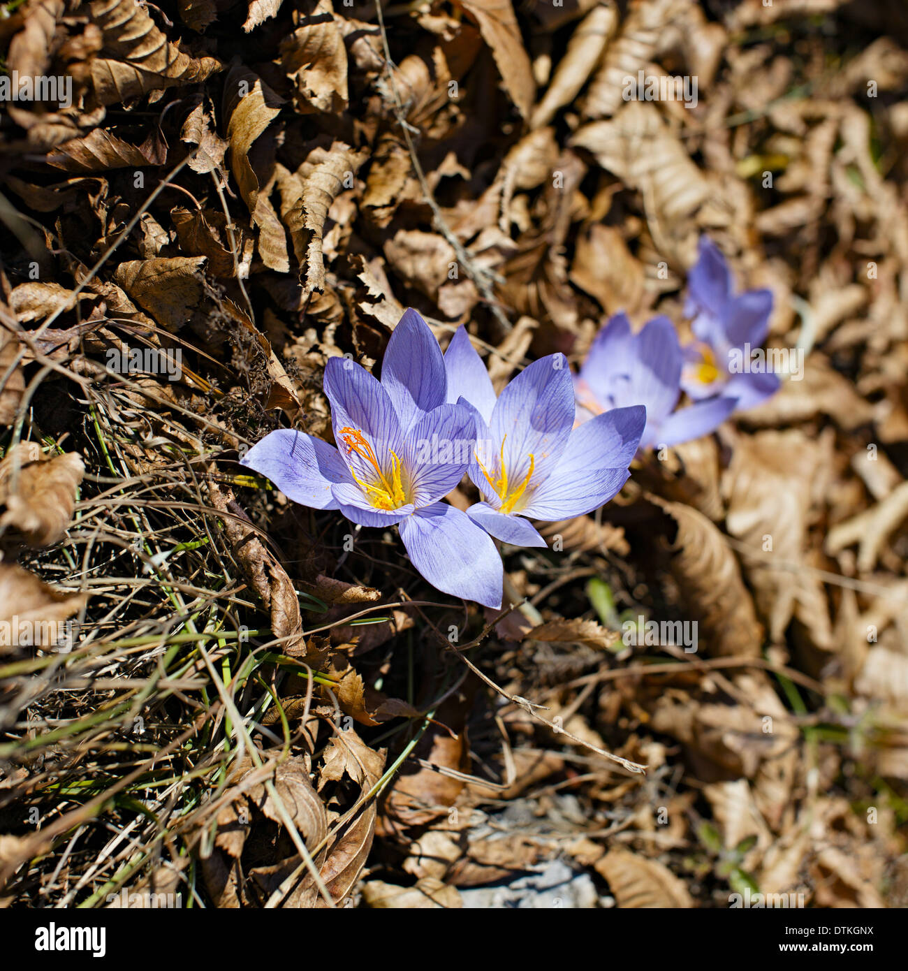 Pink crocus flowers hi-res stock photography and images - Alamy