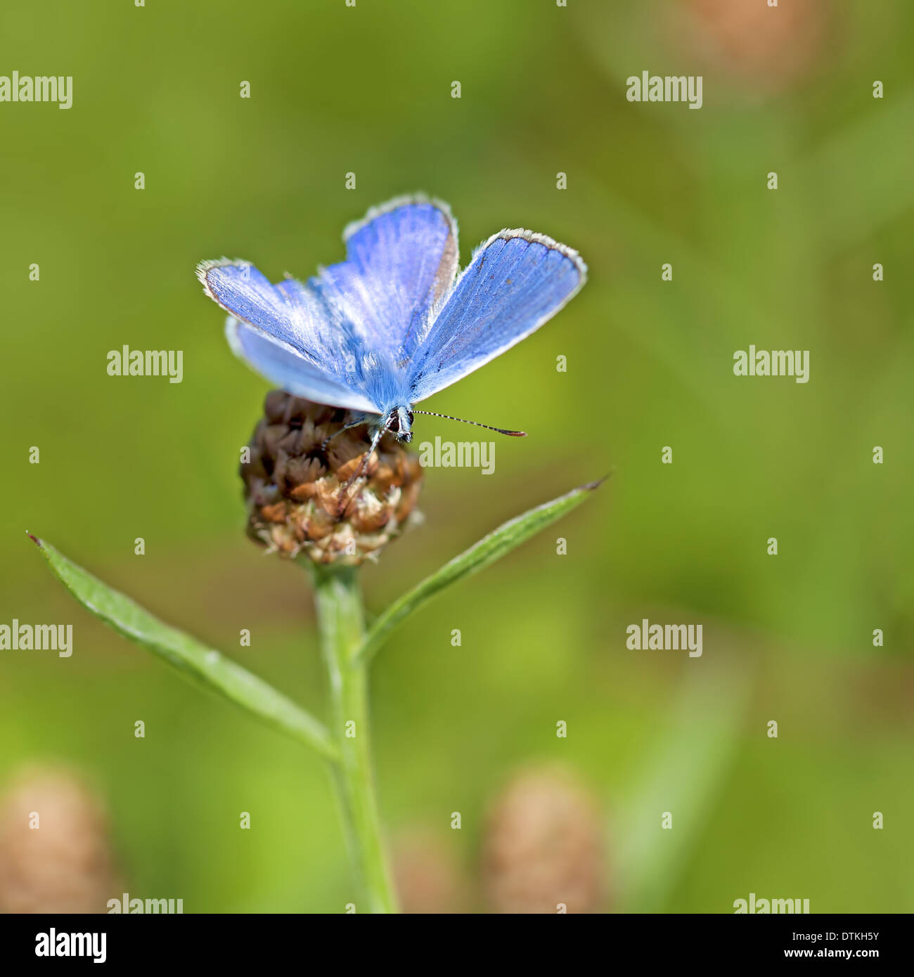 Common blue butterfly Stock Photo - Alamy