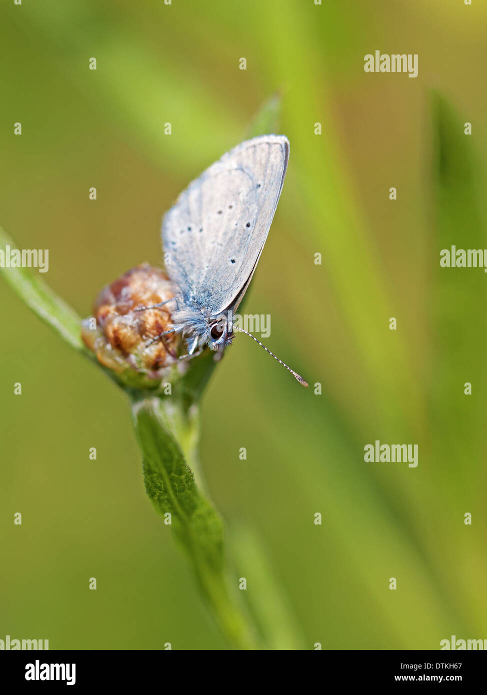 Common blue butterfly Stock Photo - Alamy