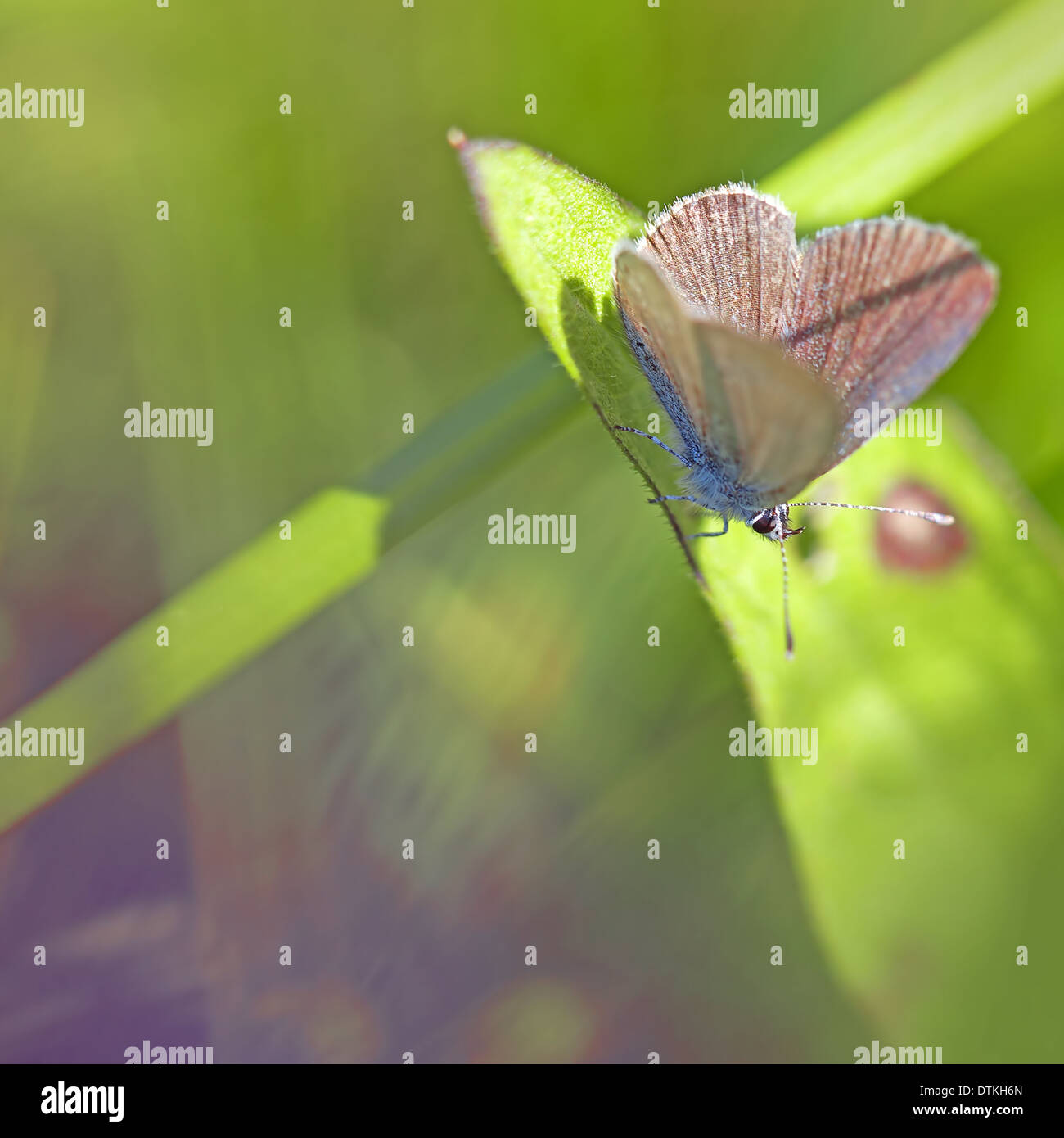 Common blue butterfly Stock Photo - Alamy