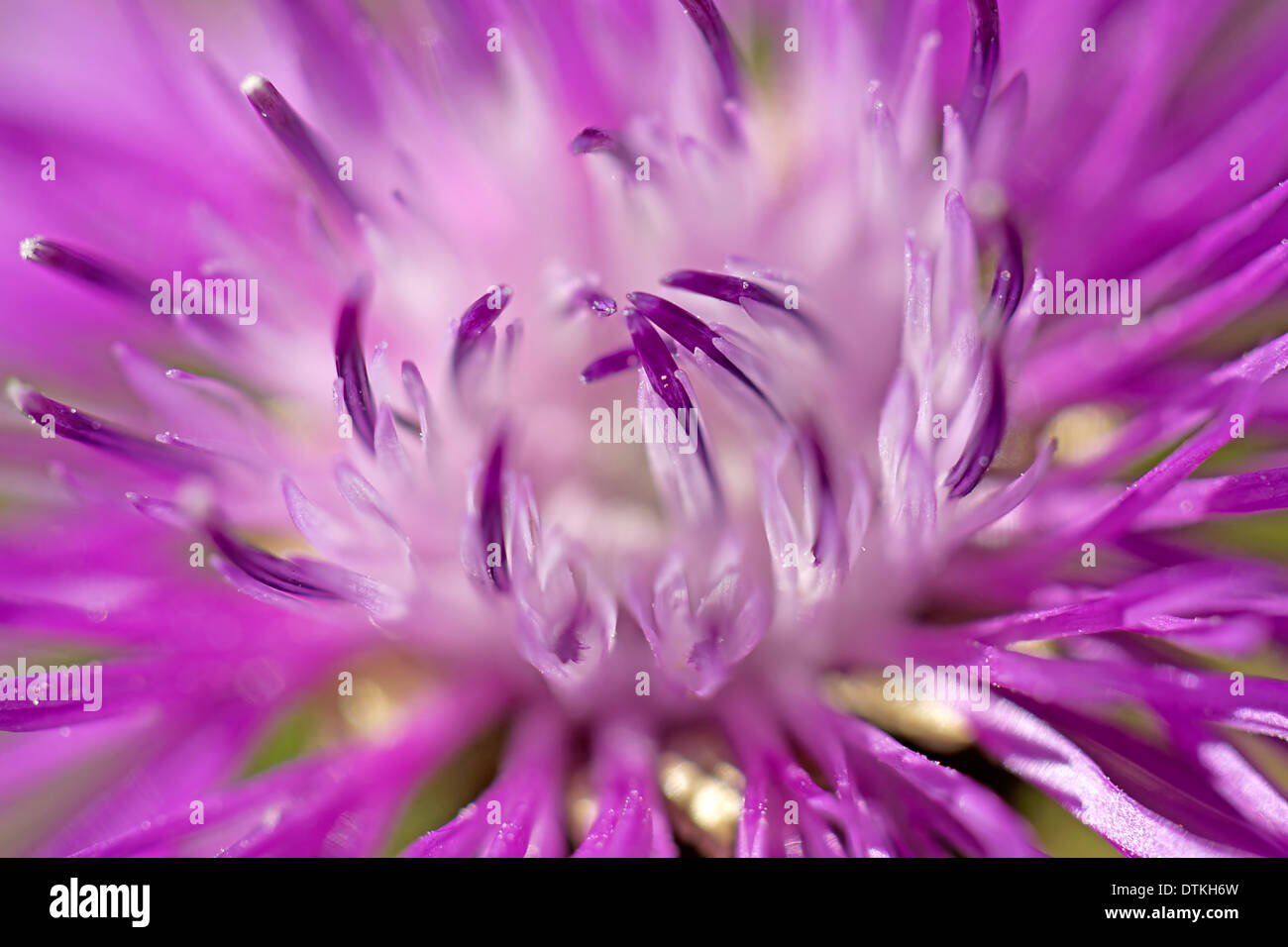 Brown ray knapweed Stock Photo - Alamy