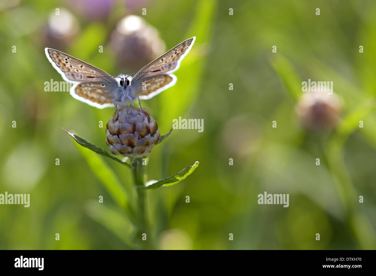 Common blue butterfly Stock Photo - Alamy